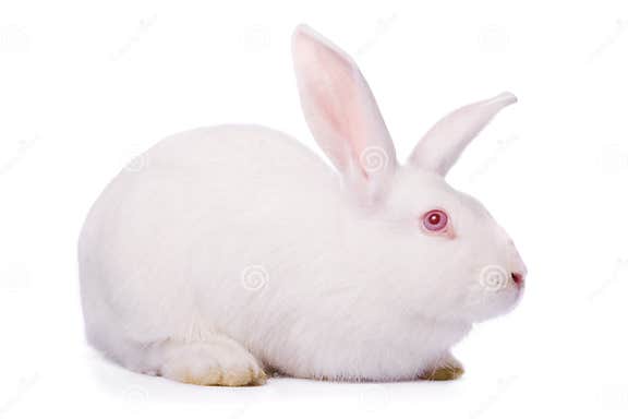 White Rabbit Isolated on White Stock Image - Image of pretty, sitting ...