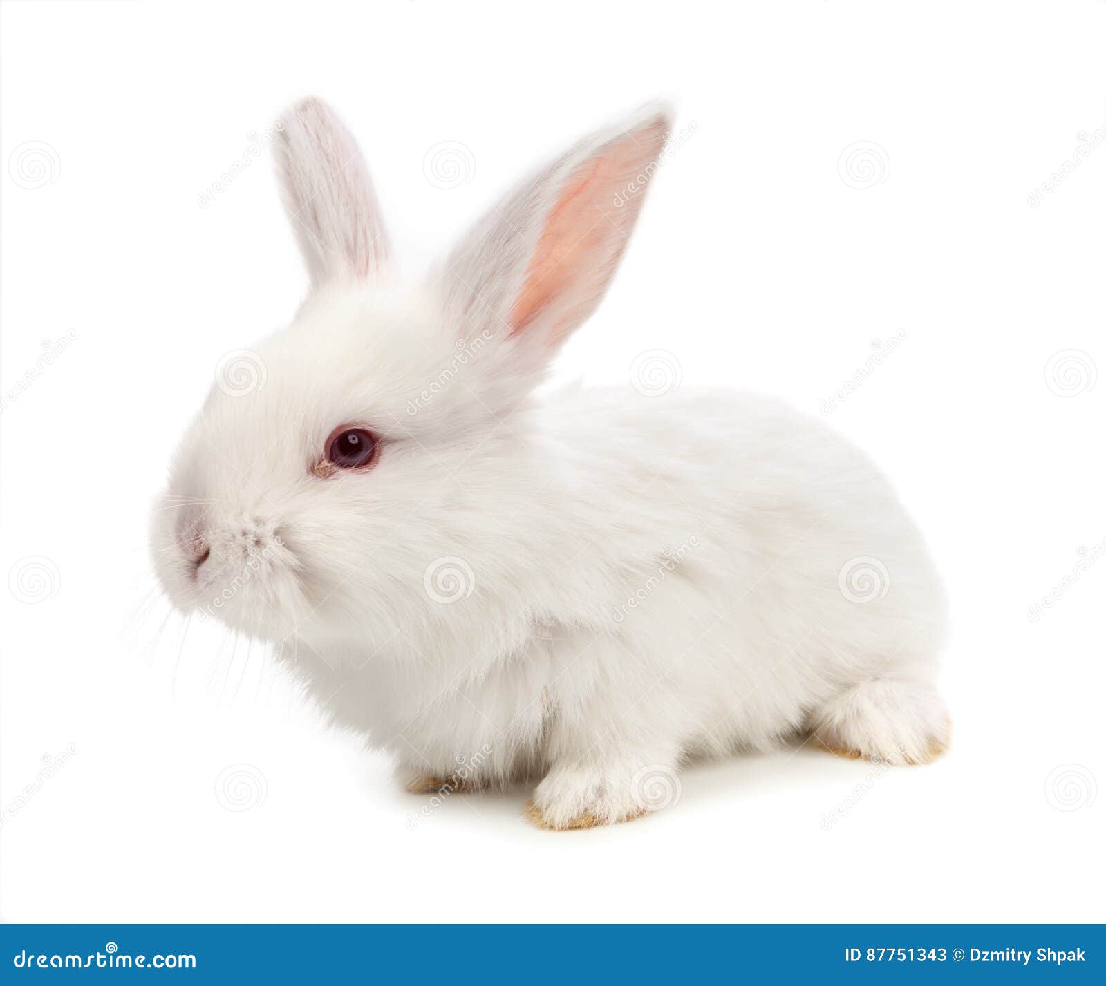 White Rabbit Isolated on White Background Stock Image - Image of furry ...