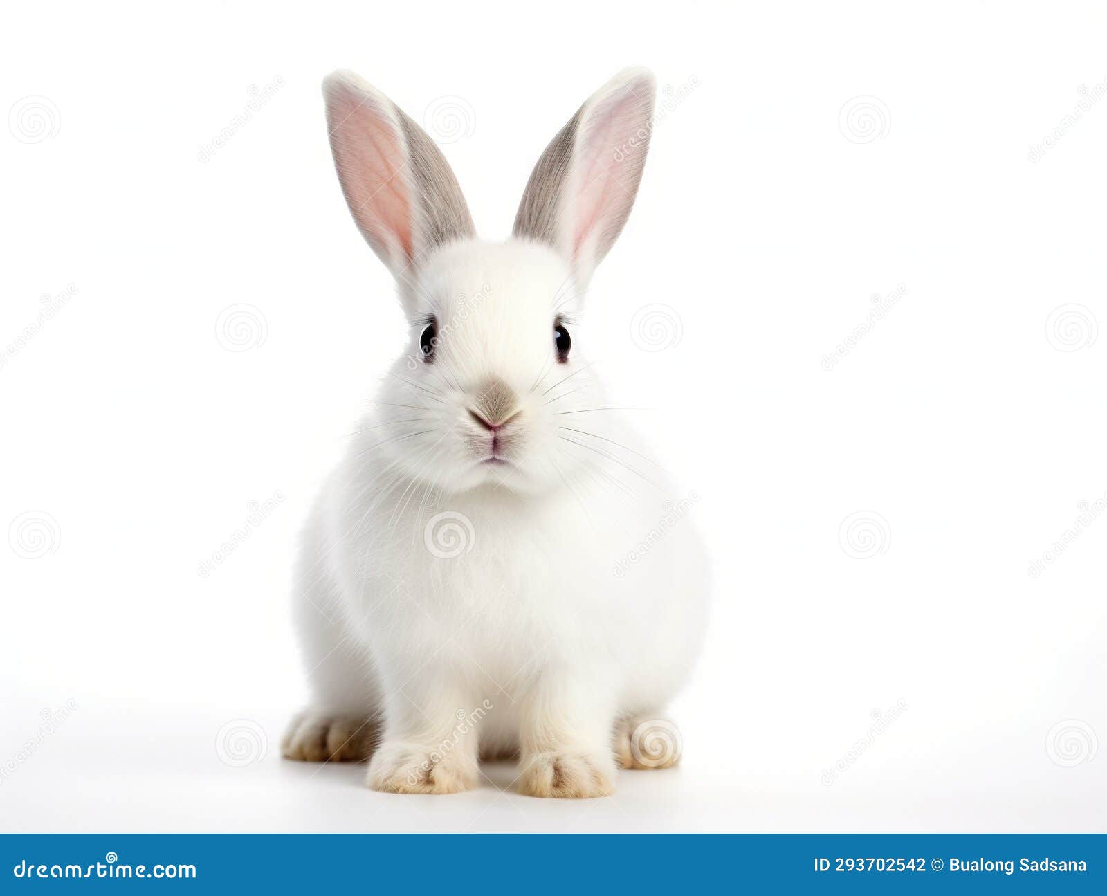 White Rabbit Isolated on White Stock Illustration - Illustration of ...