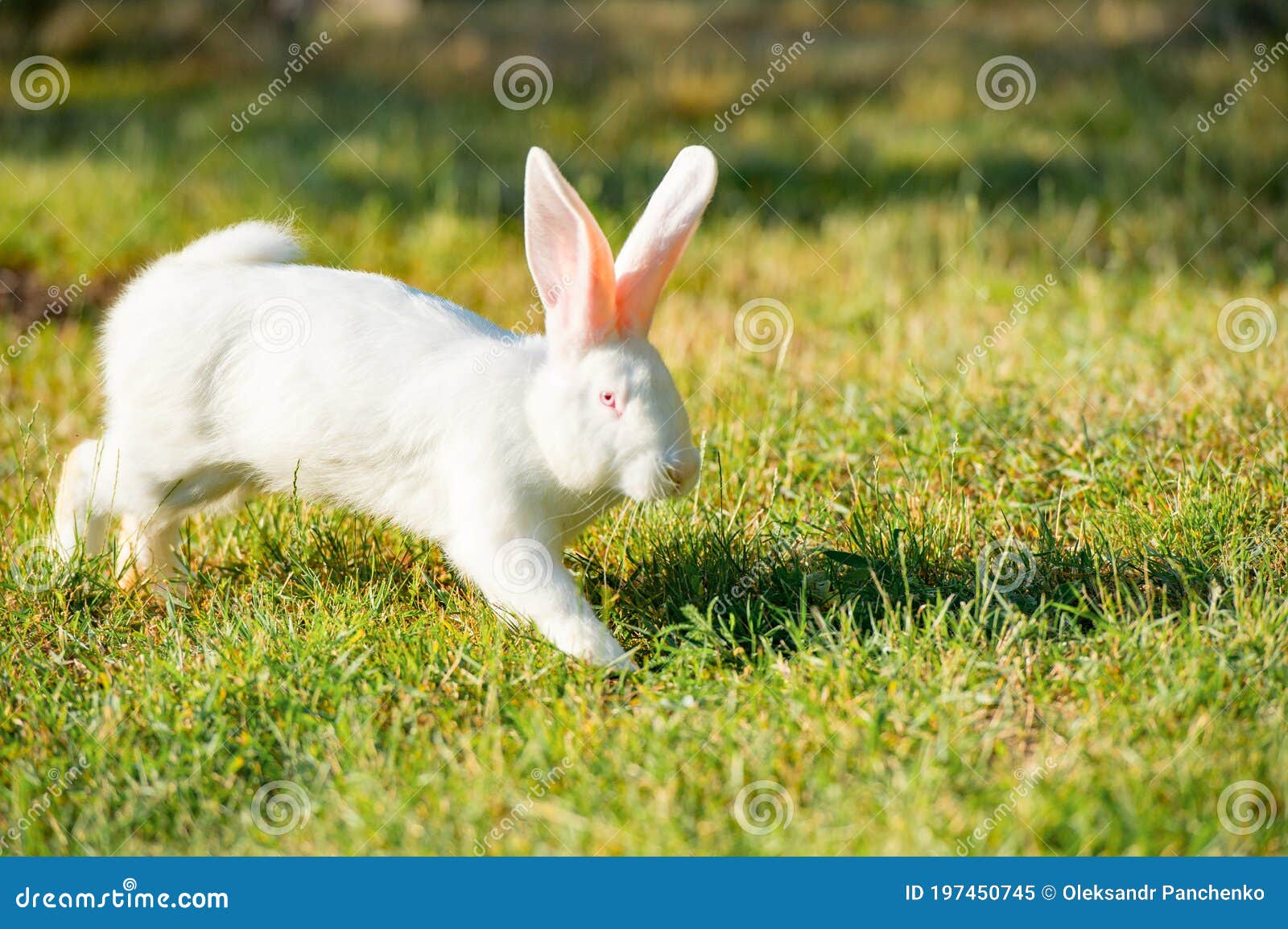 White Rabbit Jumping on Green Grass Stock Image - Image of meadow ...