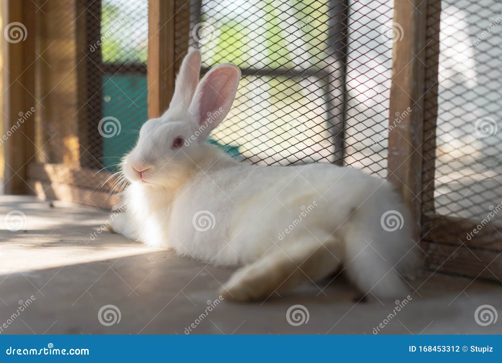 White Rabbit Laying Down in Cage Stock Photo - Image of brown, lovely ...