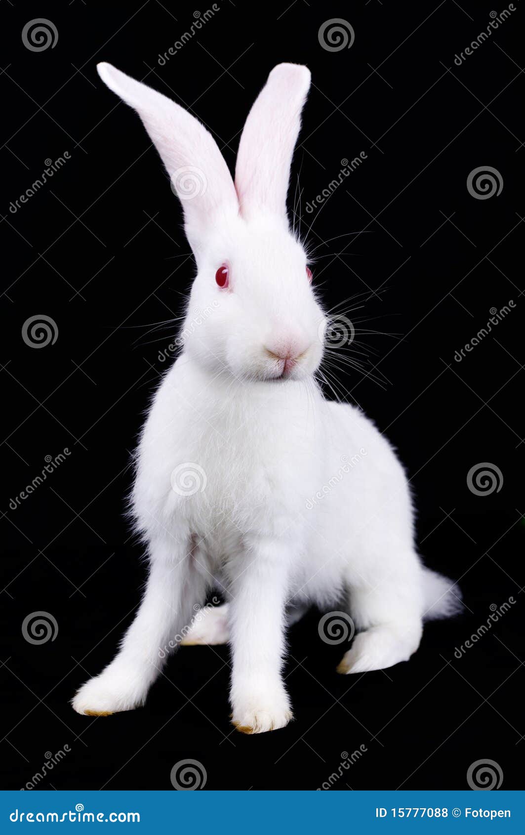 White Rabbit with Long Ears Stock Photo - Image of farm, lying: 15777088