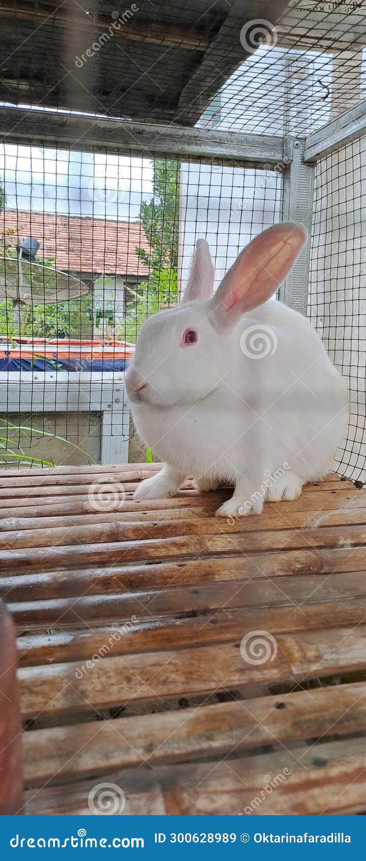 White Rabbit with Long Ears so Funny Stock Image - Image of rabbit ...