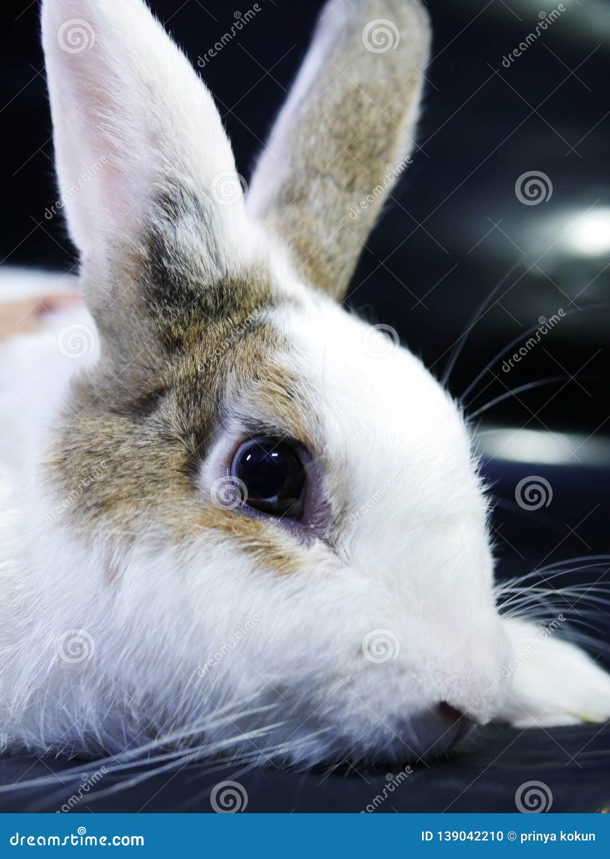Phuket Thailand stock photo. Image of rabbit, white - 139042210