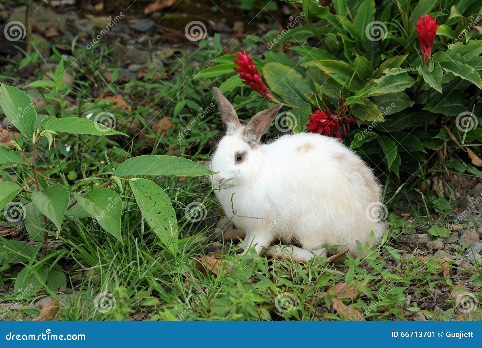 White rabbit stock image. Image of american, climb, grassland - 66713701
