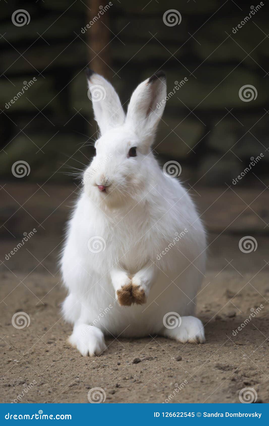 A White Rabbit Looks into the Camera Stock Image - Image of hair ...