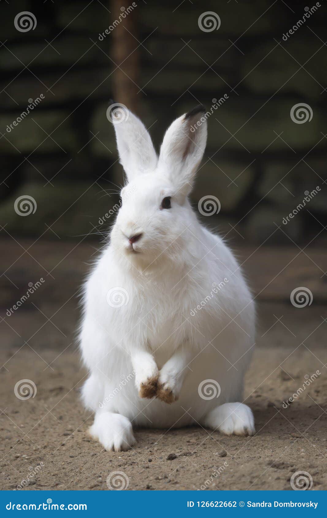 A White Rabbit Looks into the Camera Stock Photo - Image of little ...