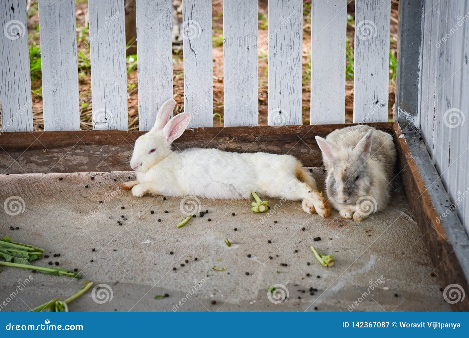 Rabbit farm stock image. Image of bunny, lying, dwarf - 142367087