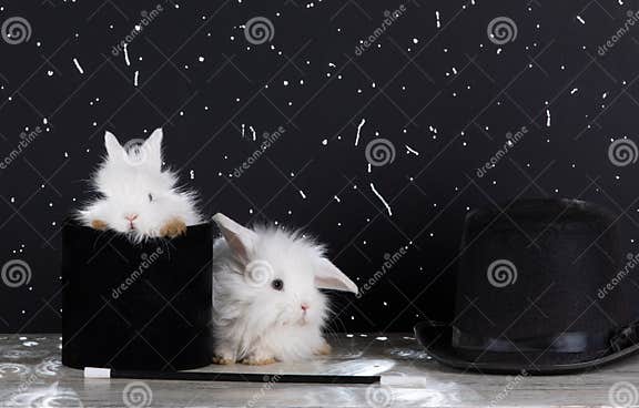 White Rabbit in a Magic Box on a Black Stock Photo - Image of wand ...
