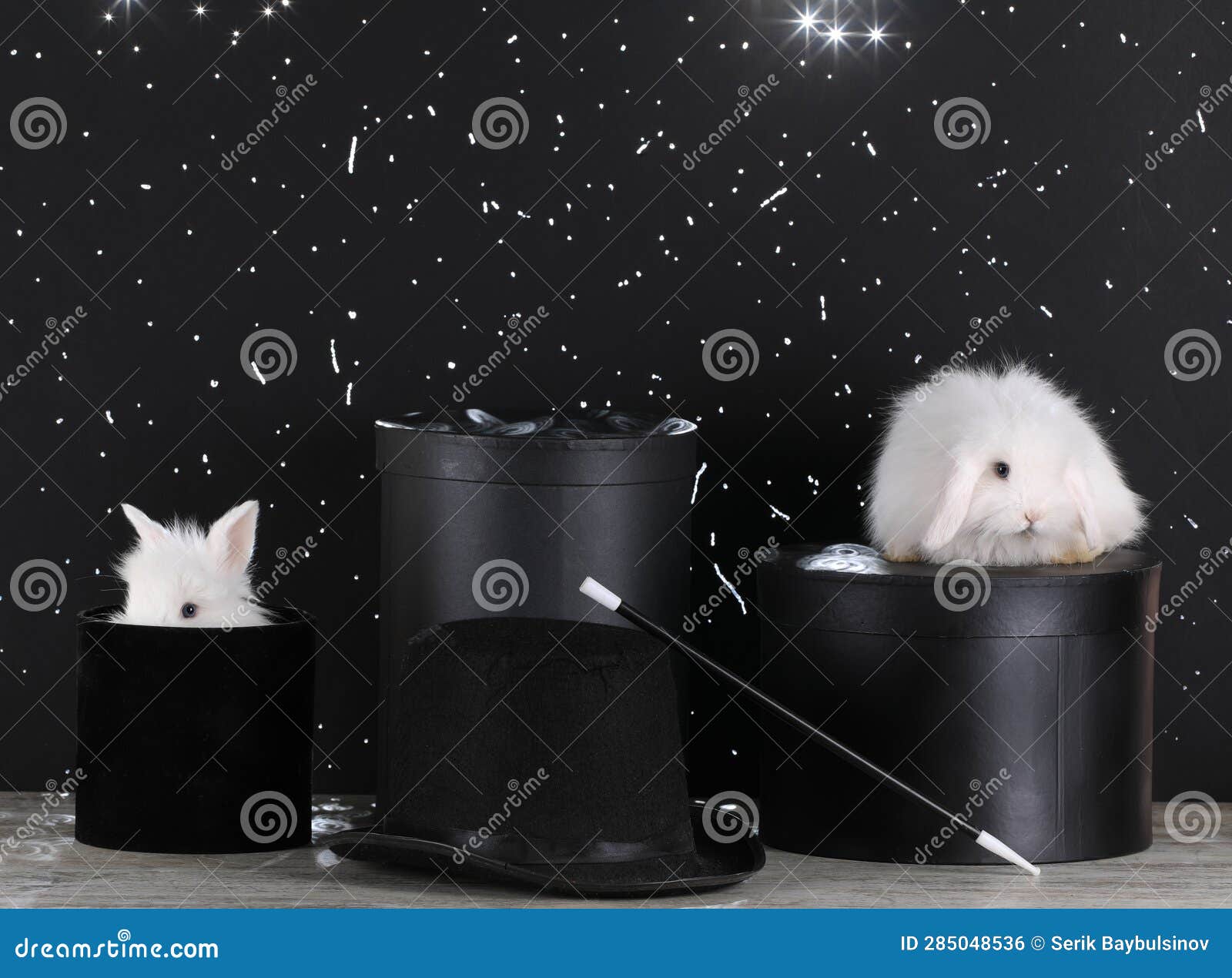 White Rabbit in a Magic Box on a Black Stock Photo - Image of ...