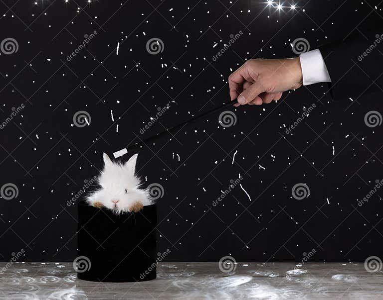White Rabbit in a Magic Box on a Black Stock Photo - Image of focus ...