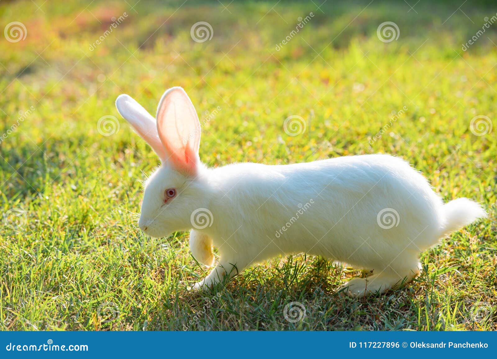 White rabbit on a meadow stock photo. Image of portrait - 117227896