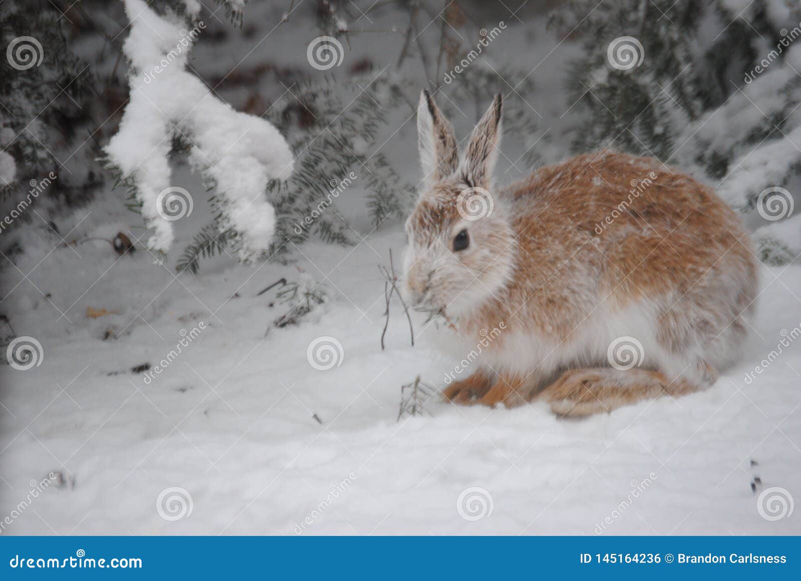Rabbit in snow 1 stock photo. Image of wildlife, animals - 145164236