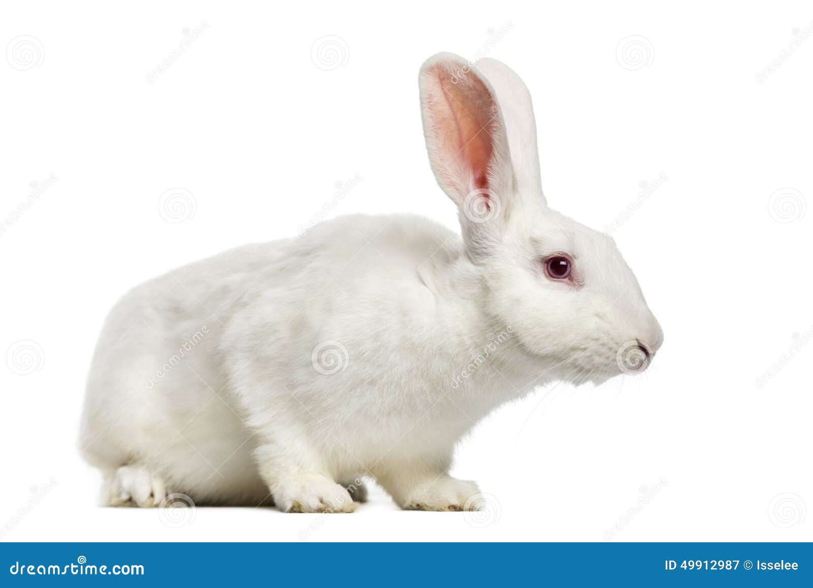 White Rabbit (7 Months Old) Stock Image - Image of view, vertebrate ...
