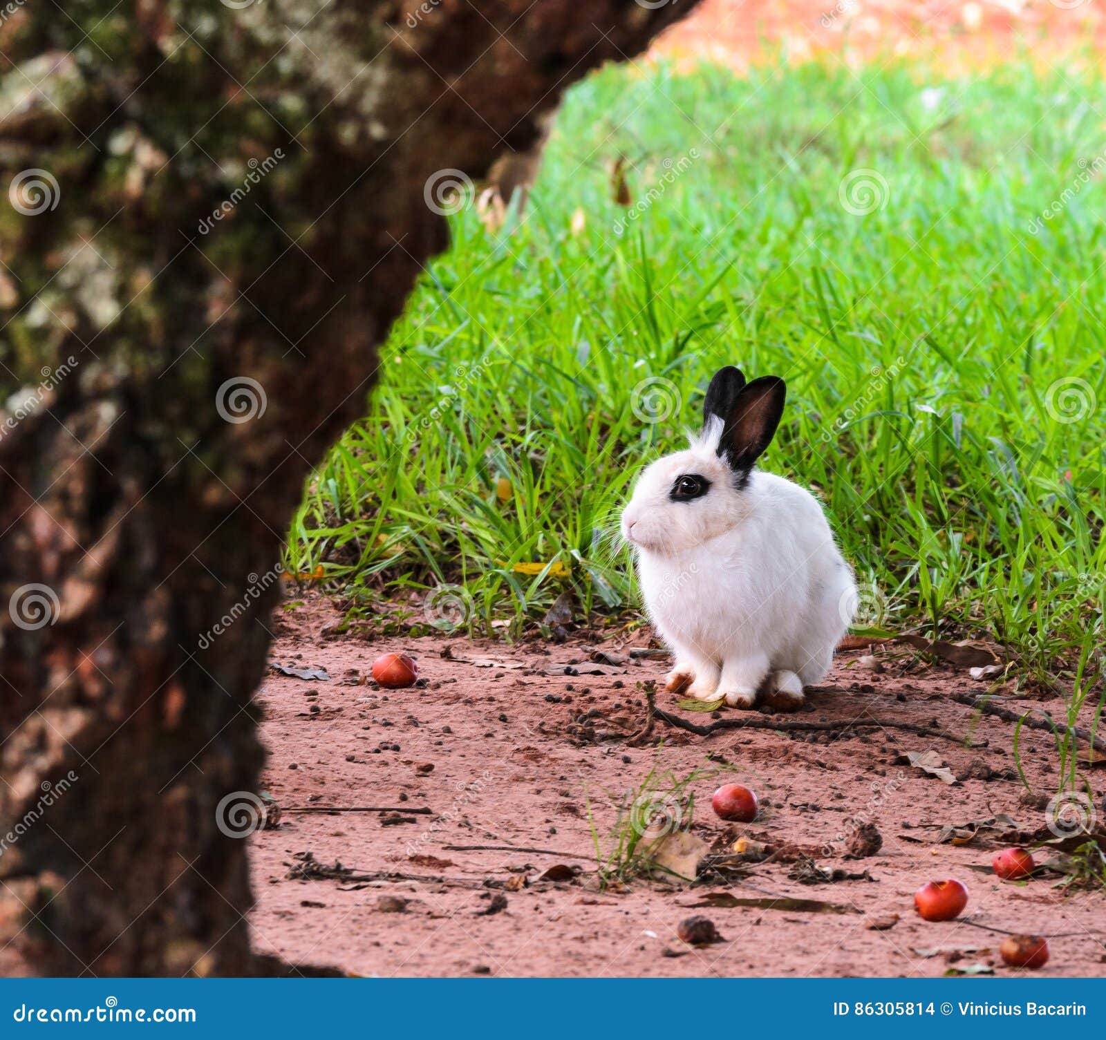 White rabbit in nature stock photo. Image of looking - 86305814