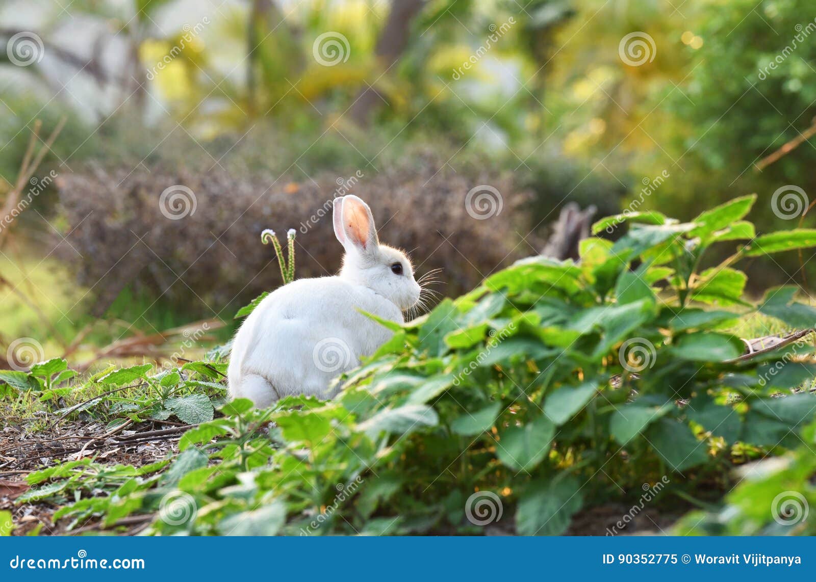 White Rabbit stock image. Image of green, closeup, portrait - 90352775
