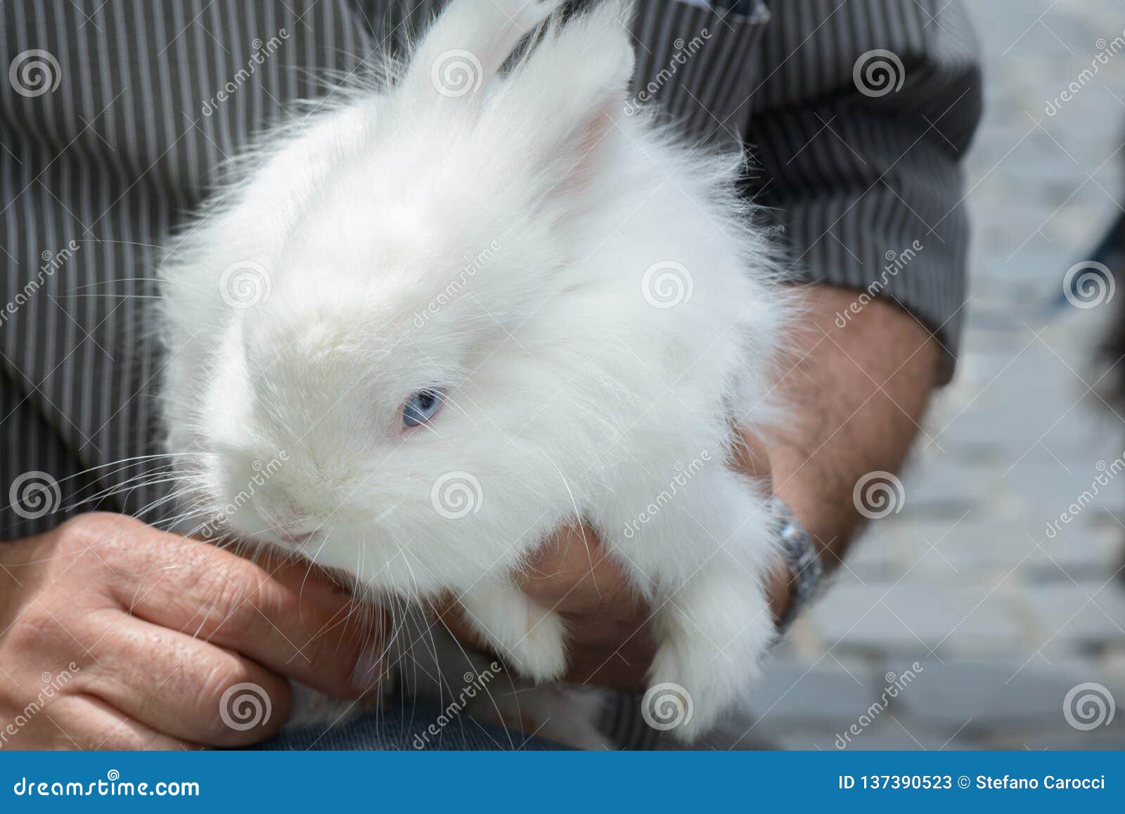 Fluffy White Rabbit stock image. Image of ears, domestic - 137390523