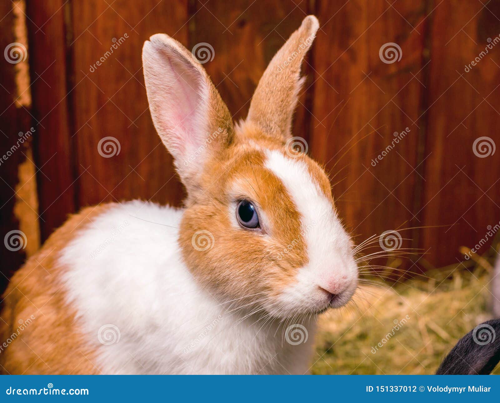 A White Rabbit with Orange Spots Sits in a Cage_ Stock Photo - Image of ...