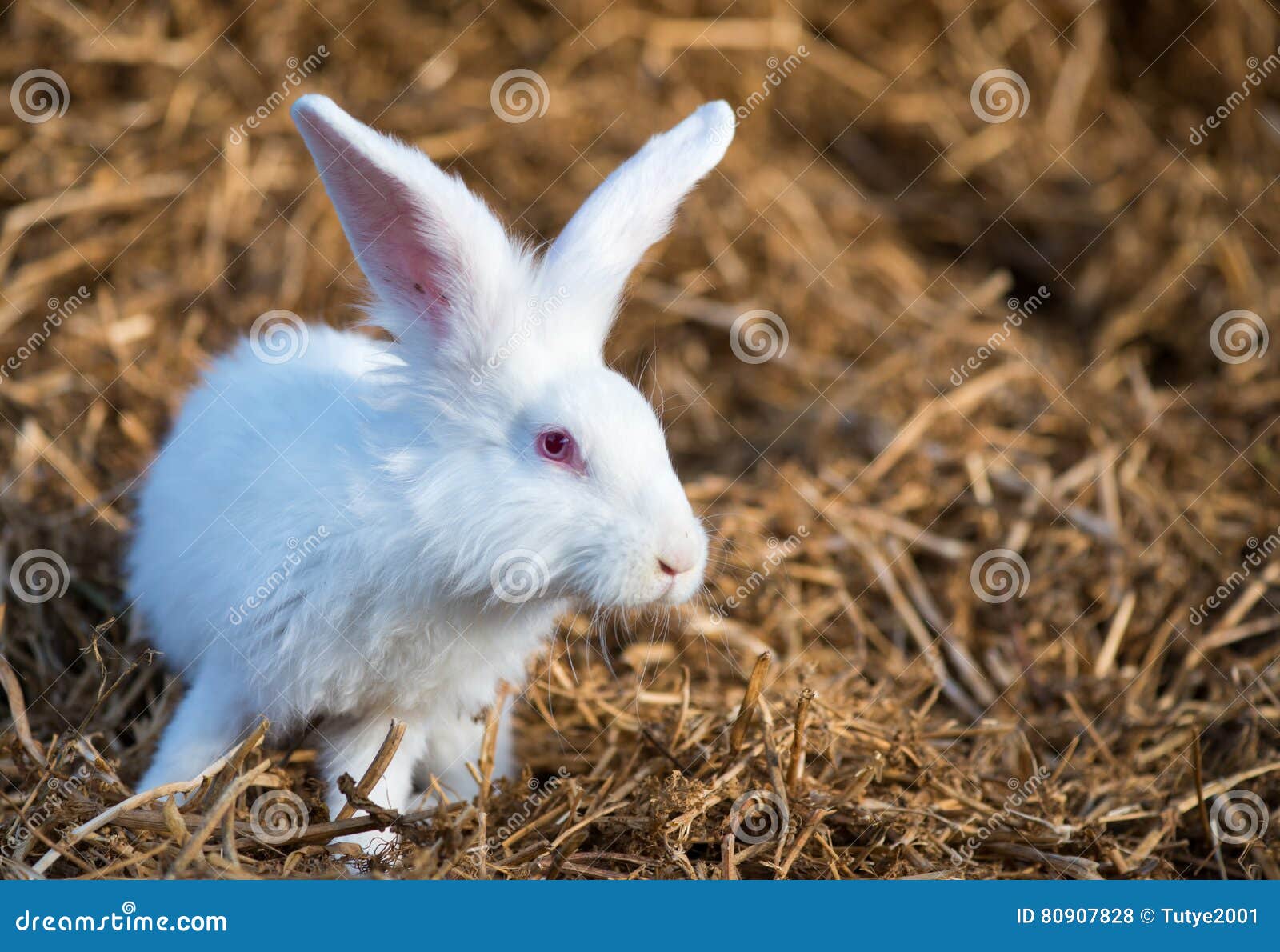 White Rabbit Outdoor at the Farm in Spring Stock Photo - Image of ...
