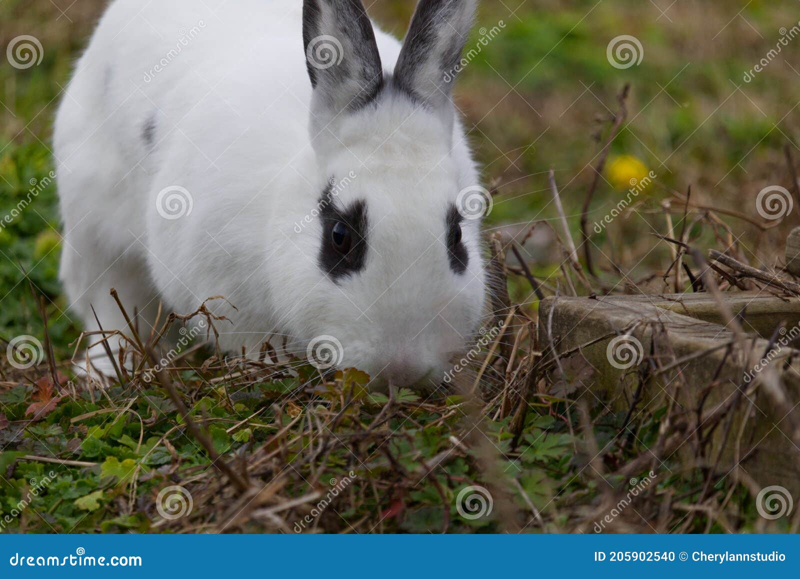 White Rabbit Outside Eating Grass Stock Photo - Image of rabbit, farm ...