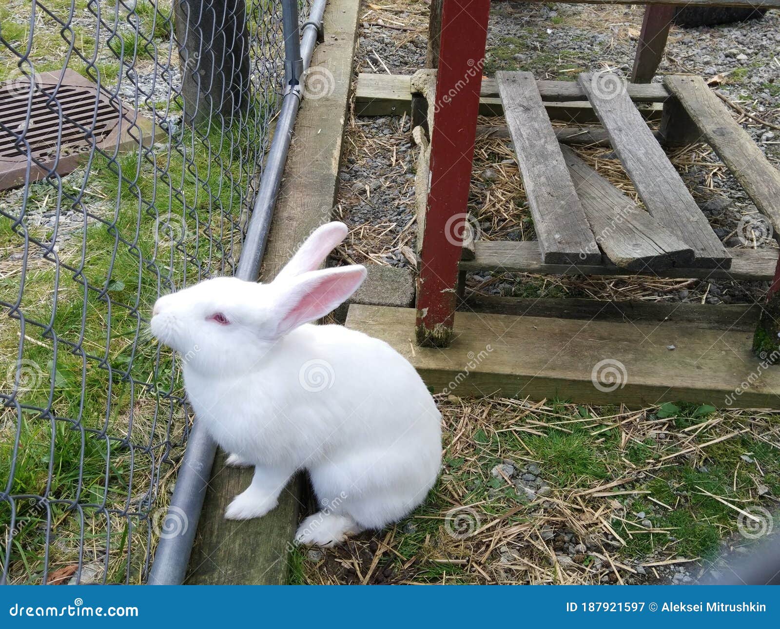 White Rabbit in the Paddock. Lysefjord, Norway. View Stock Image ...