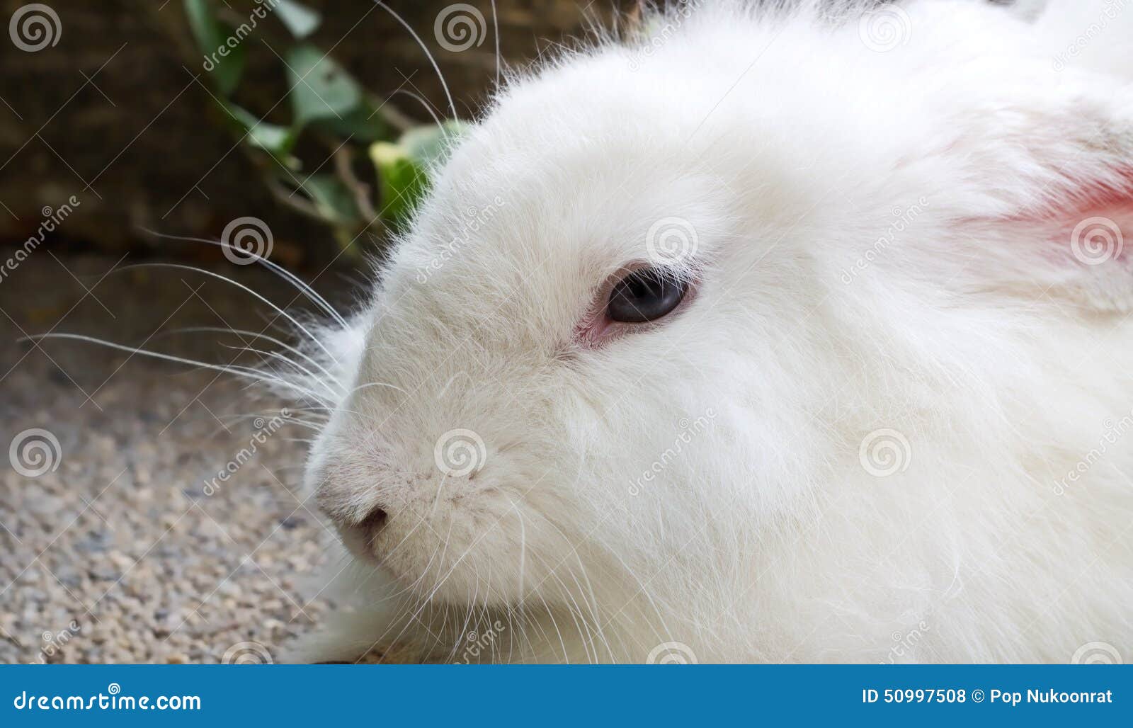 White rabbit in the park stock photo. Image of furry - 50997508
