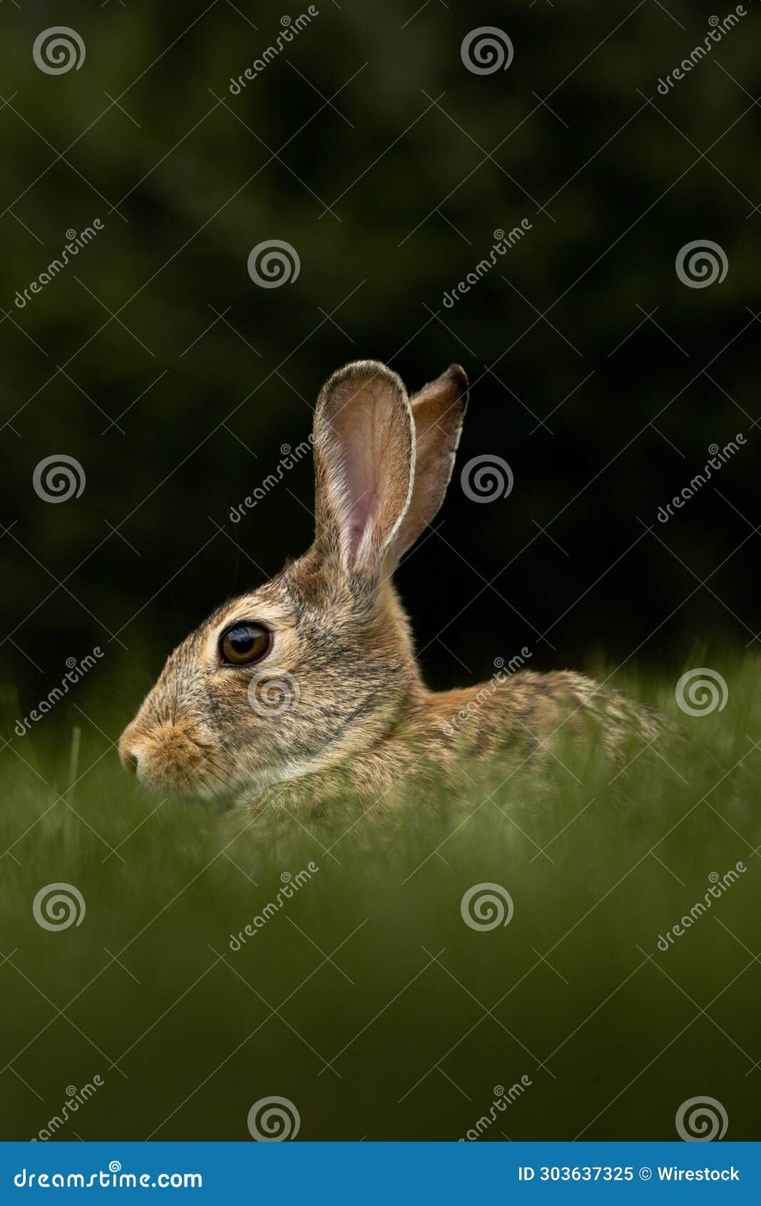 White Rabbit is Perched in the Lush Green Grass of a Park, Surrounded ...