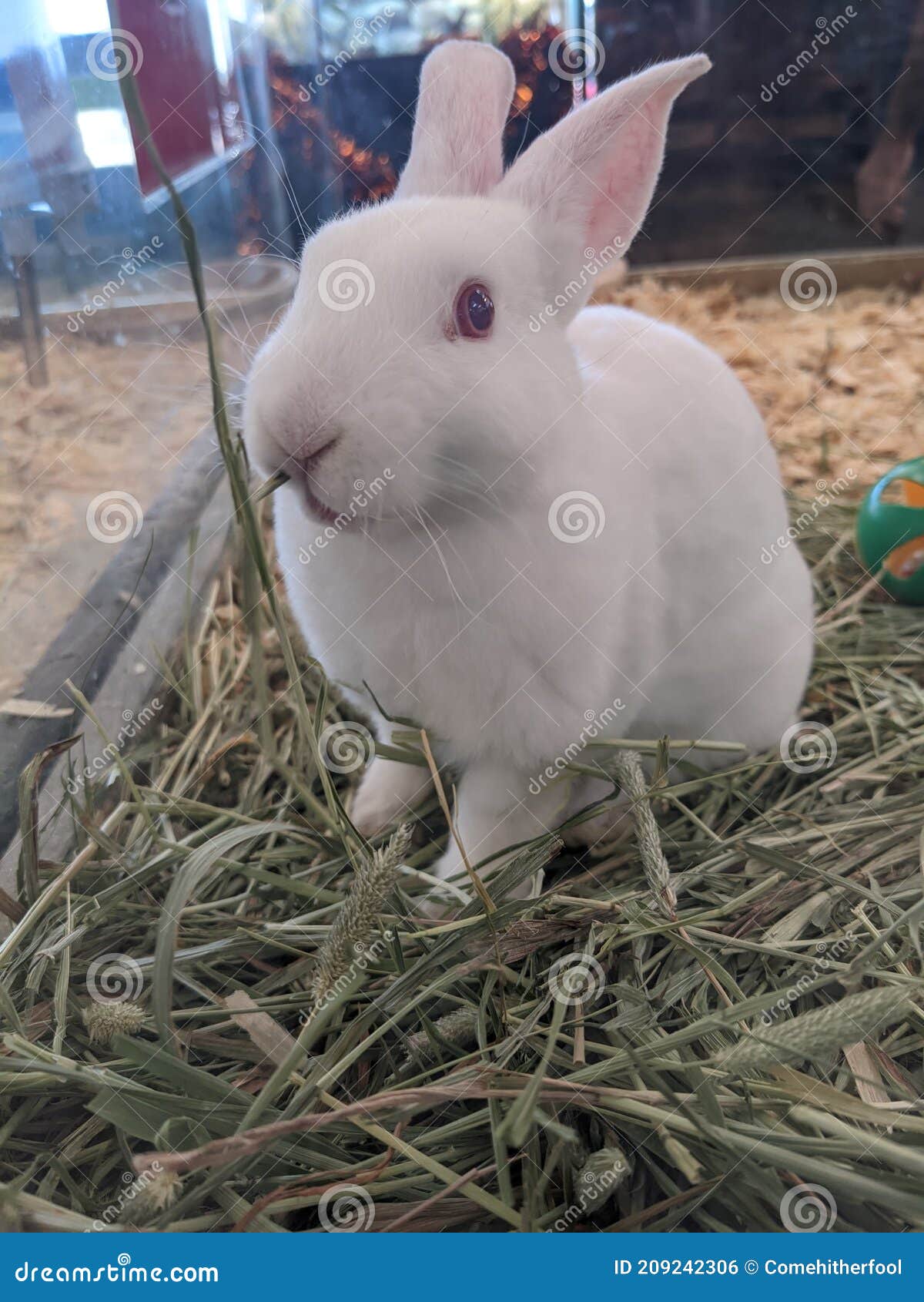 White rabbit at pet store stock photo. Image of animal - 209242306