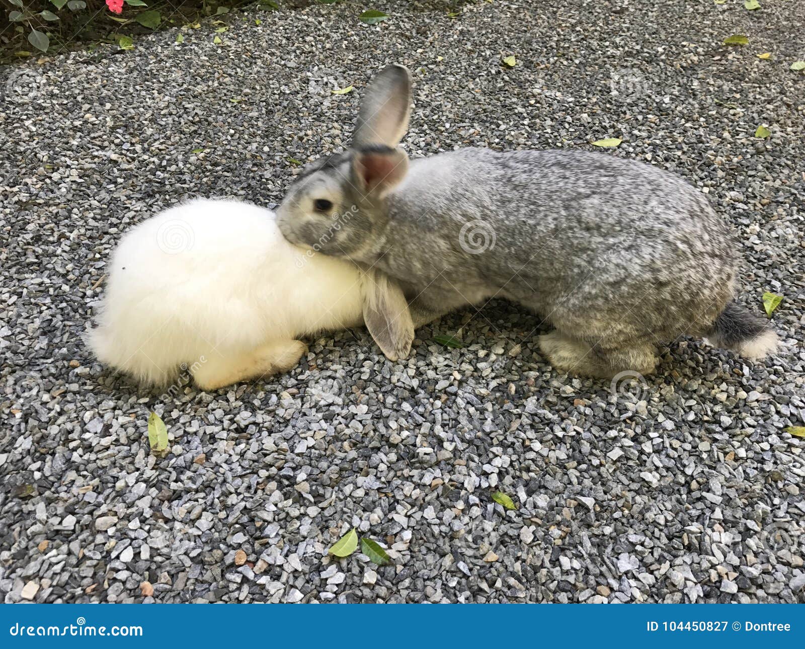 White rabbit stock image. Image of playing, palying - 104450827