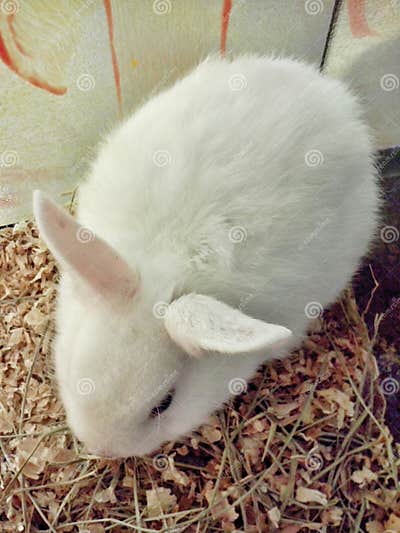 White rabbit stock photo. Image of rabbit, ears, rodent - 53157256