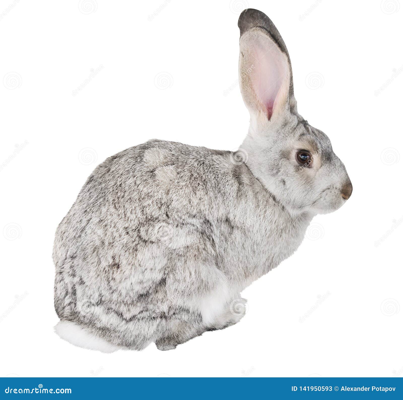 White Rabbit with Pink Ears Stock Image - Image of domestic, wildlife ...
