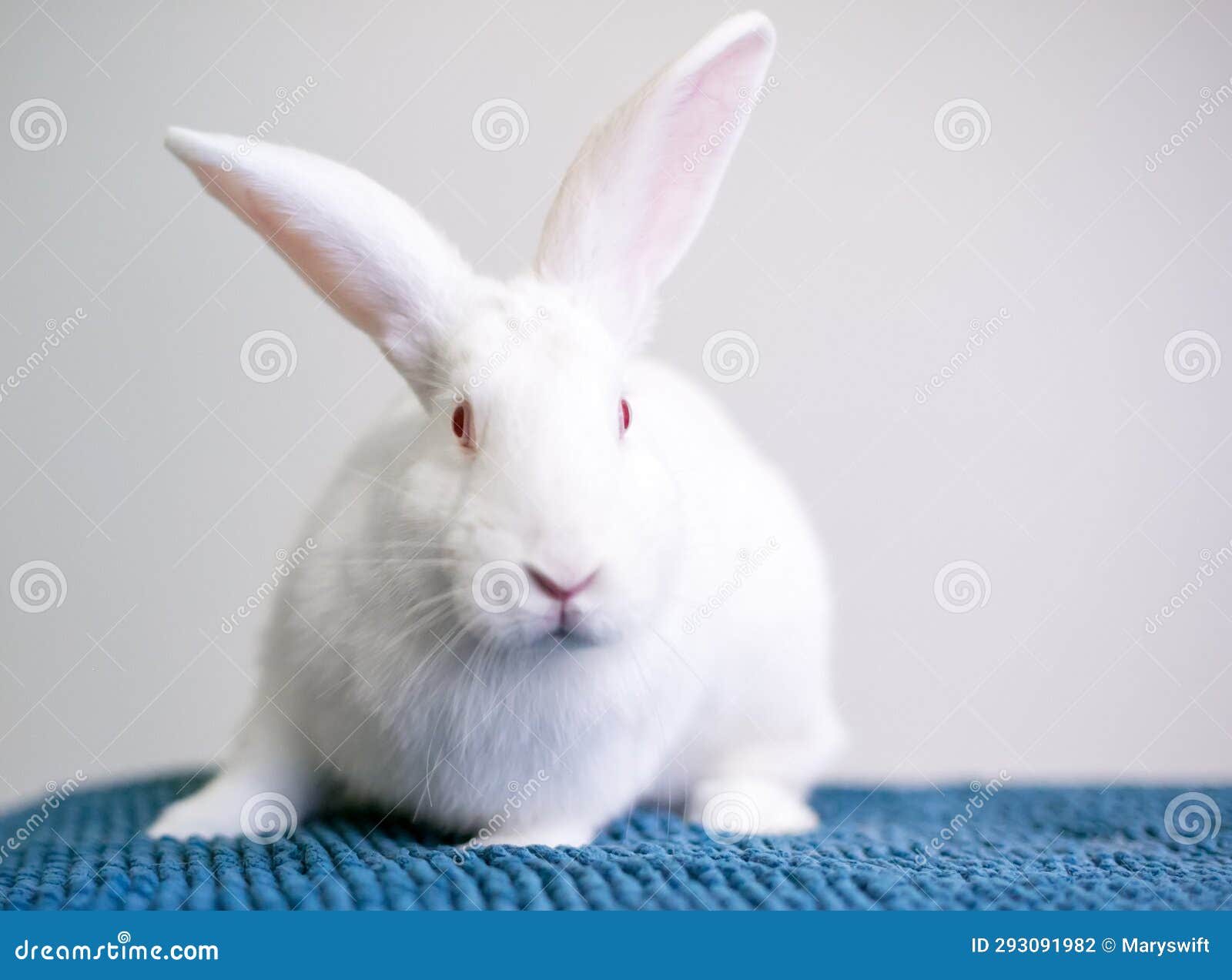 A White Rabbit with Pink Eyes Stock Photo - Image of pets, blanket ...