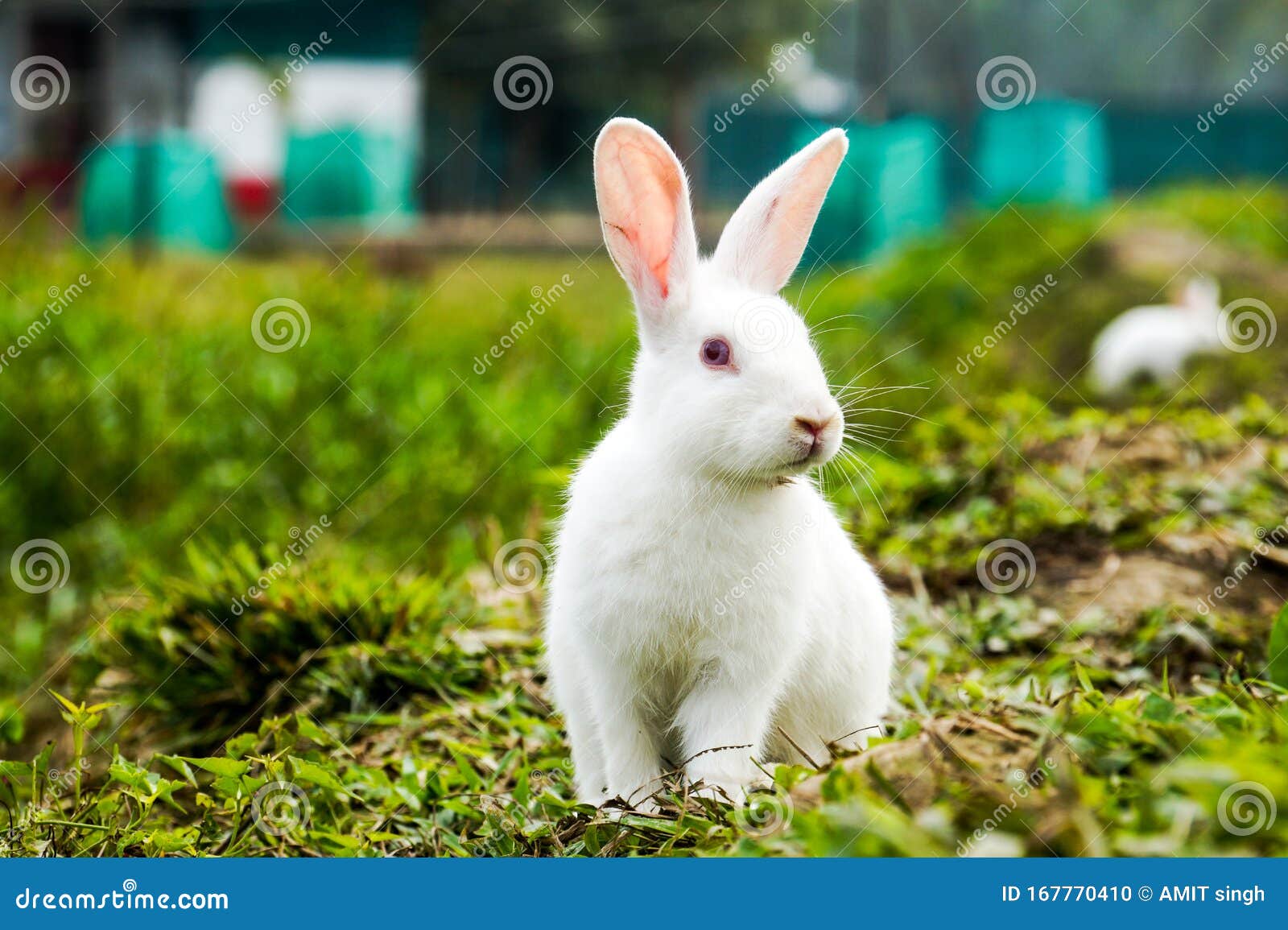 White Rabbit Playing in the Garden Stock Photo - Image of white ...