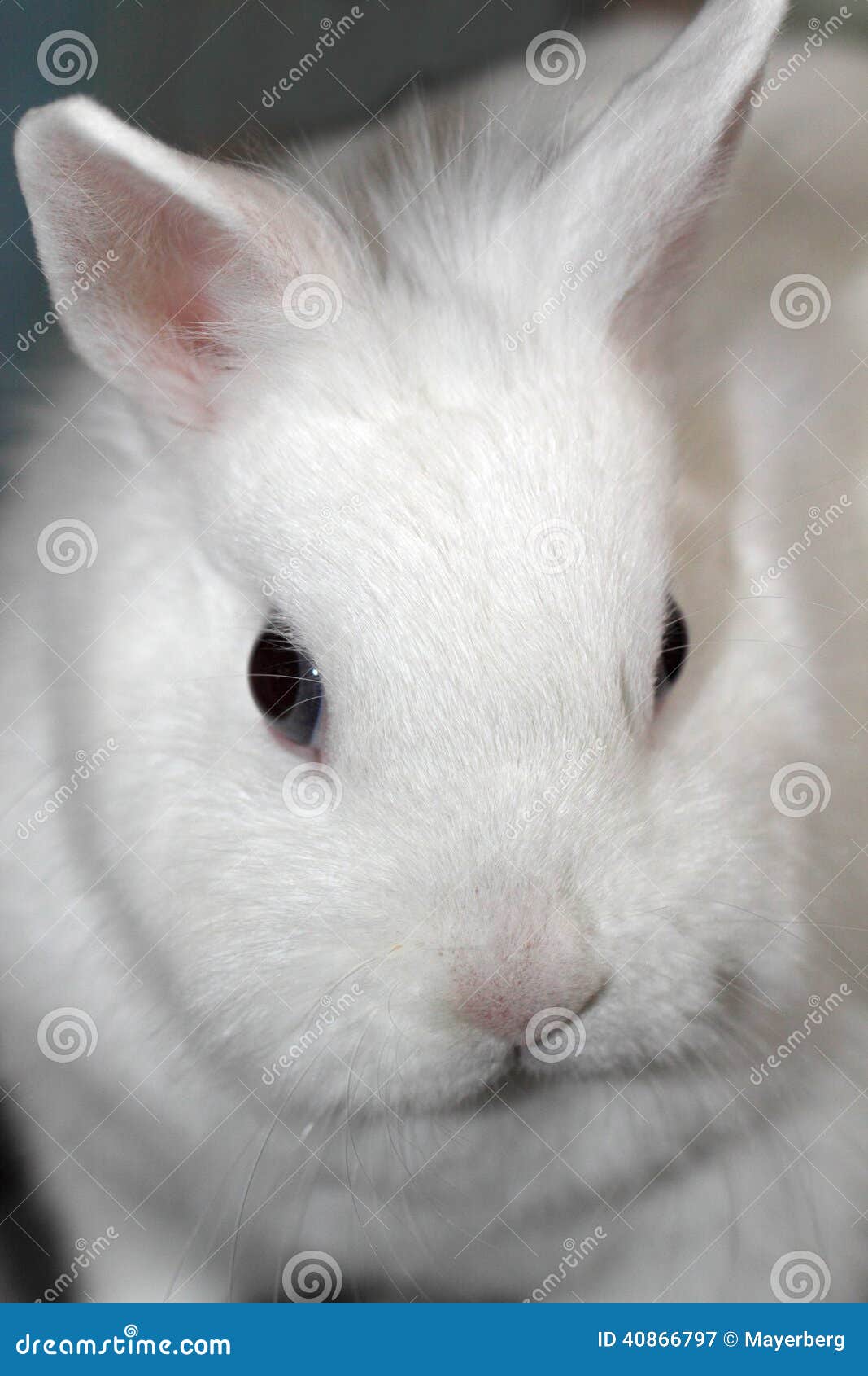 White rabbit stock image. Image of hare, small, fluffy - 40866797