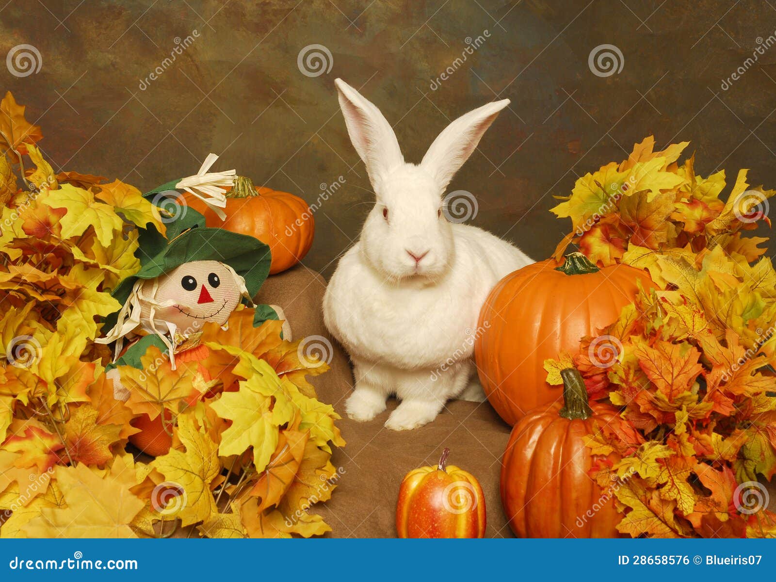 White Rabbit with Pumpkins and Stuffed Scarecrow Stock Photo - Image of ...
