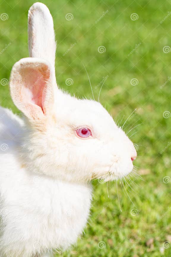 White rabbit stock image. Image of bunny, pink, soft - 33497621