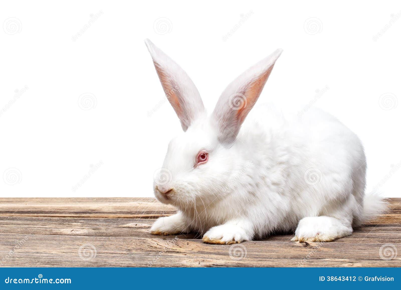 White rabbit stock photo. Image of animal, rabbit, bunny - 38643412
