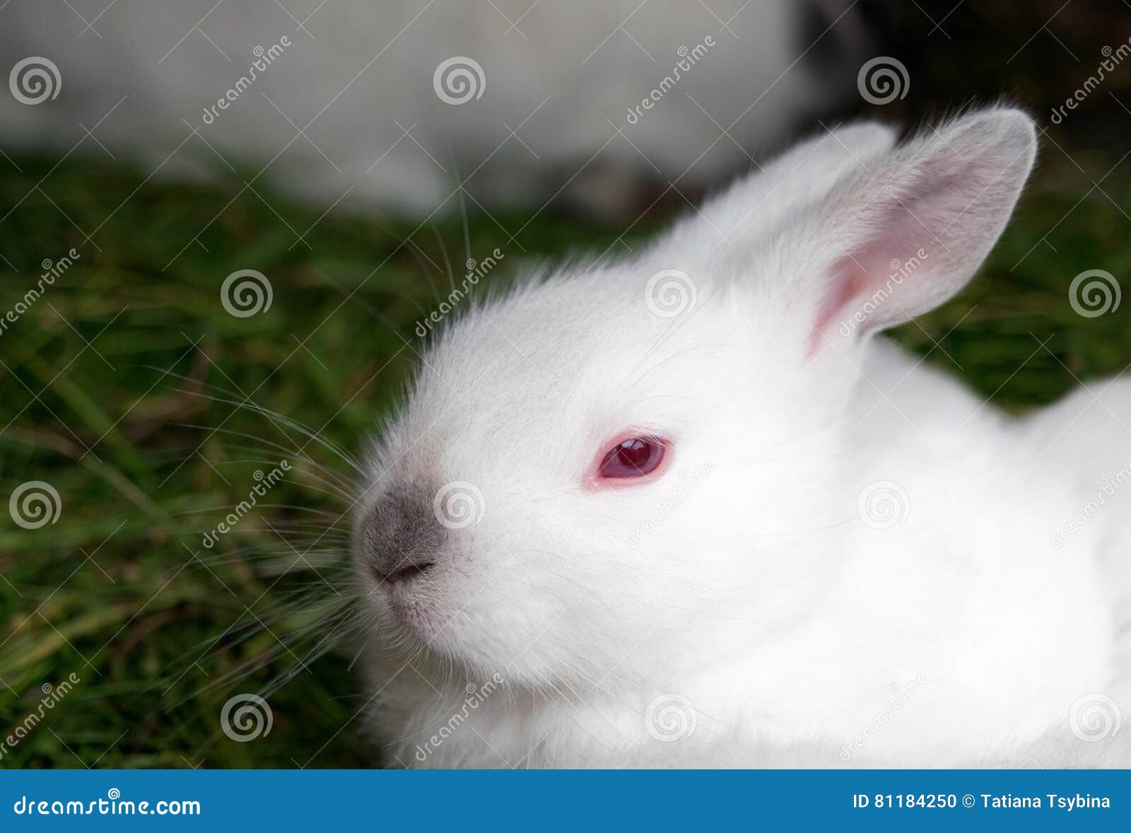 White Rabbit with Red Eyes and a Black Nose Sitting Stock Photo - Image ...
