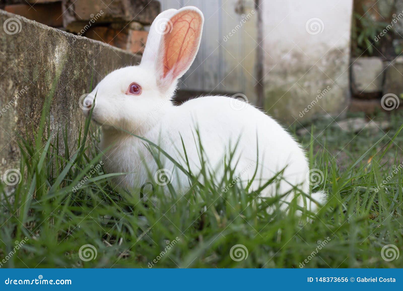 White rabbit with red eyes stock photo. Image of color - 148373656