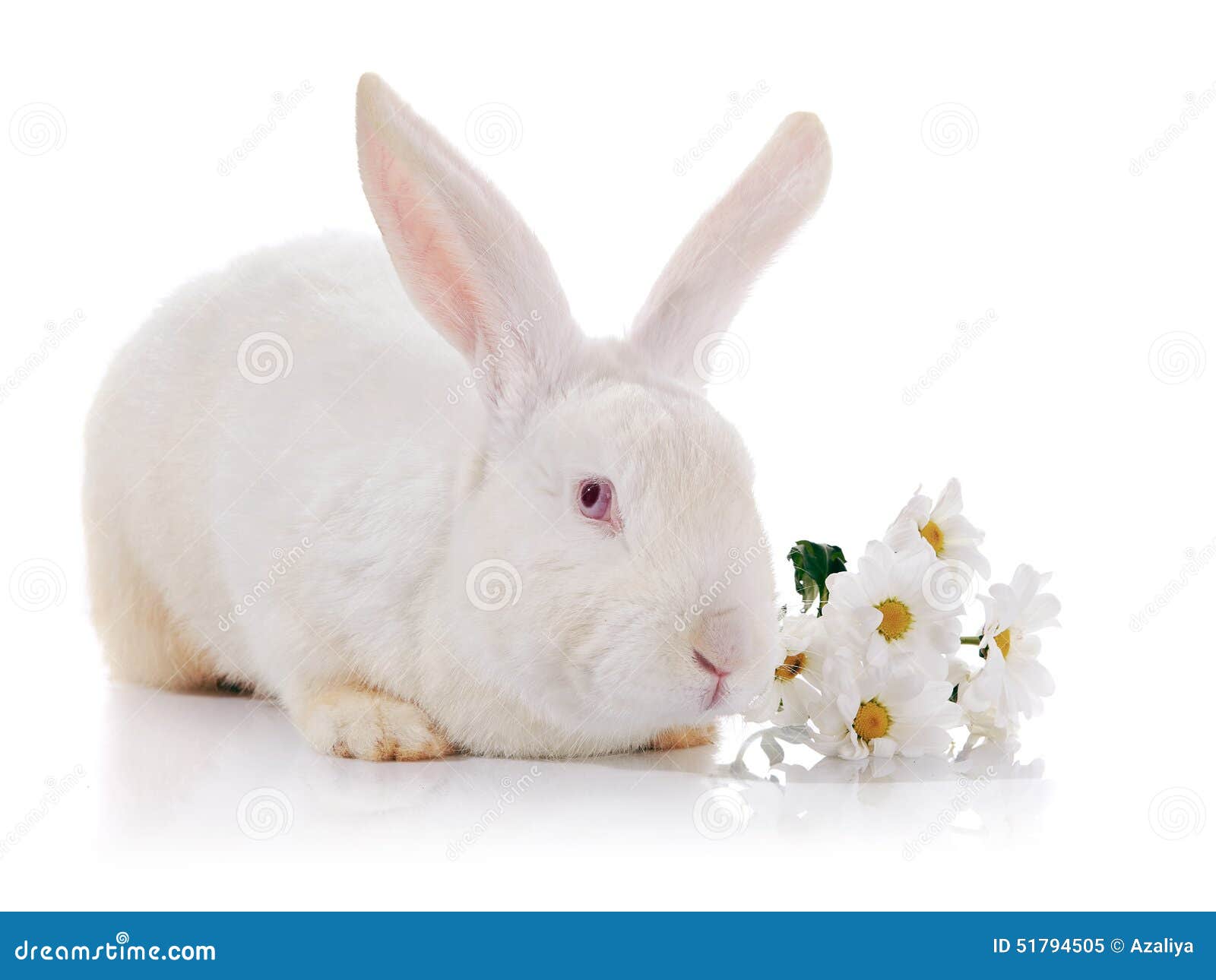 White Rabbit with Red Eyes with Flowers. Stock Image - Image of ...