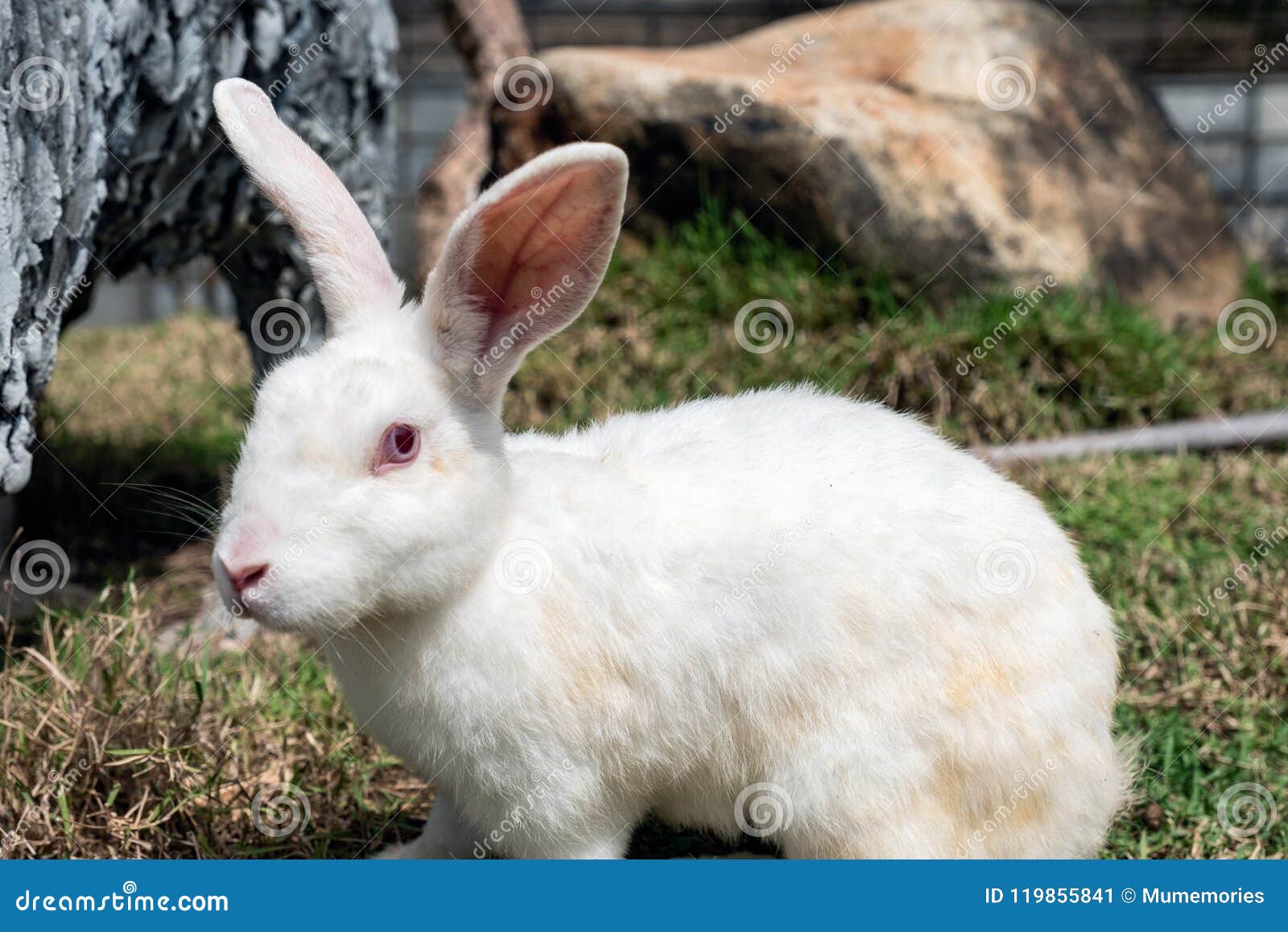White Rabbit with Red Eyes a Friendly on Grass Stock Image - Image of ...