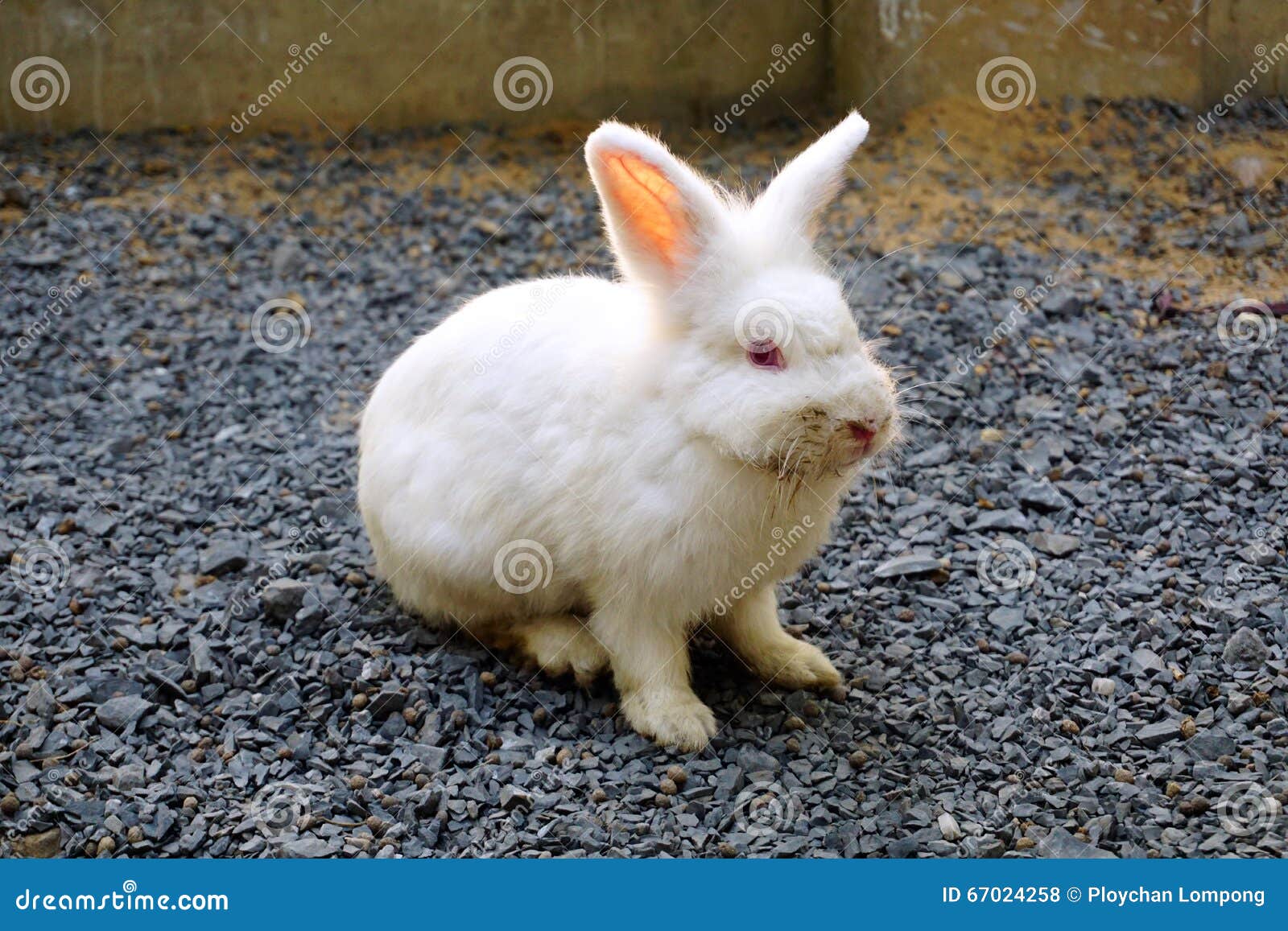 White Rabbit stock photo. Image of nice, rabbit, group - 67024258