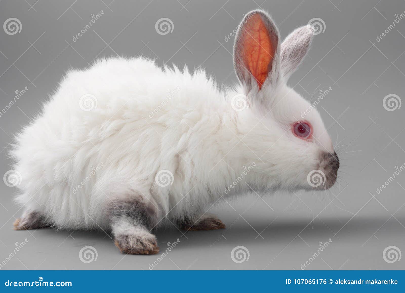 White Rabbit with Red Eyes on a Gray Background. Studio. Stock Photo ...