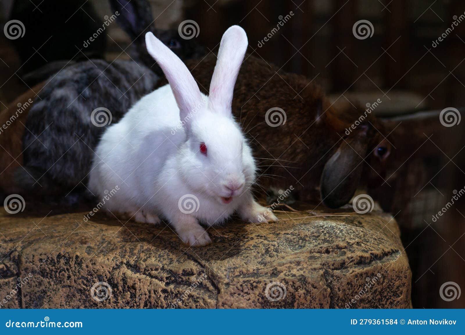 White rabbit with red eyes stock photo. Image of background - 279361584