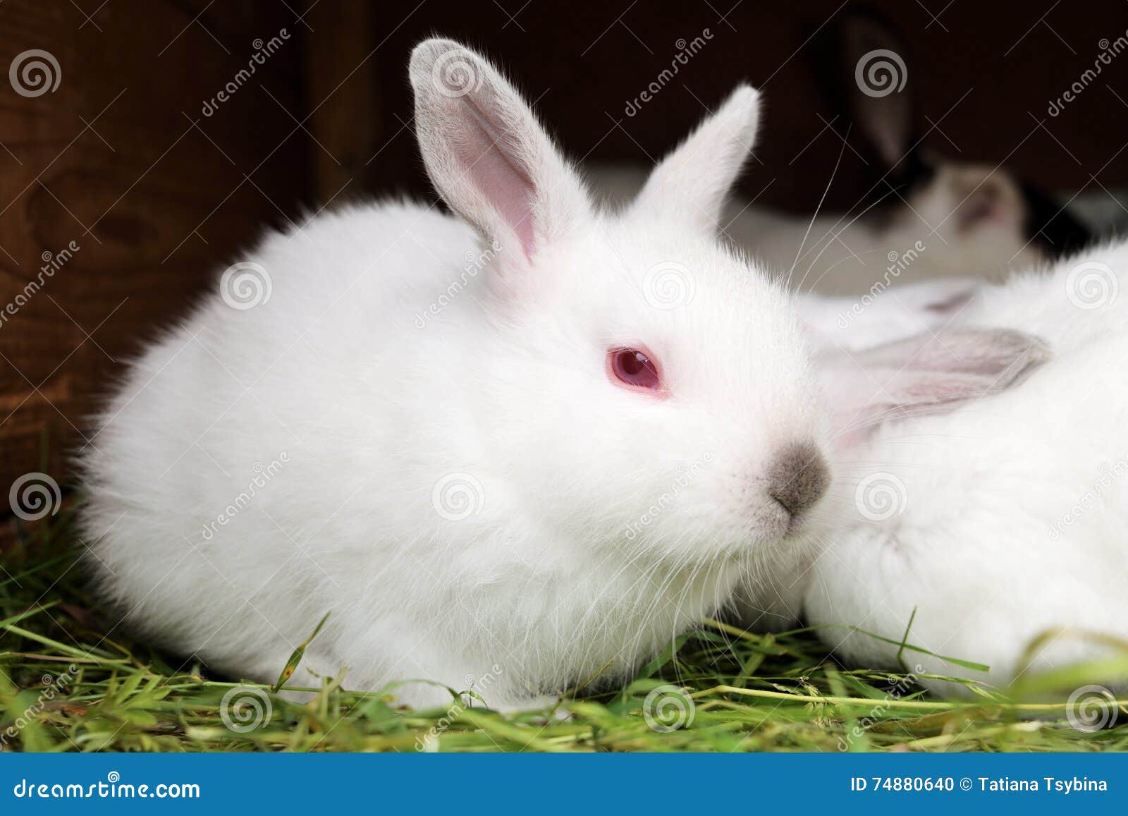 White Rabbit with Red Eyes Sitting on a Bed of Grass Stock Photo ...