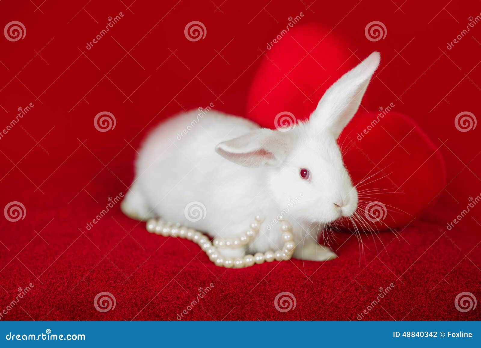 White Rabbit and Red Heart White Pearls Stock Photo - Image of color ...