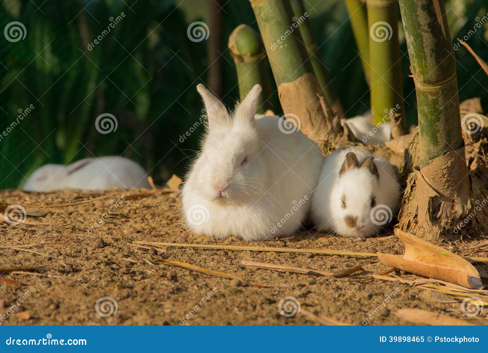 White Rabbit Relax in the Morning Stock Image - Image of rabbit, farm ...