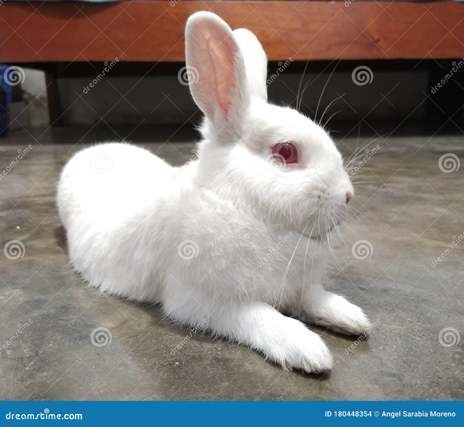 White rabbit rest stock photo. Image of rest, white - 180448354