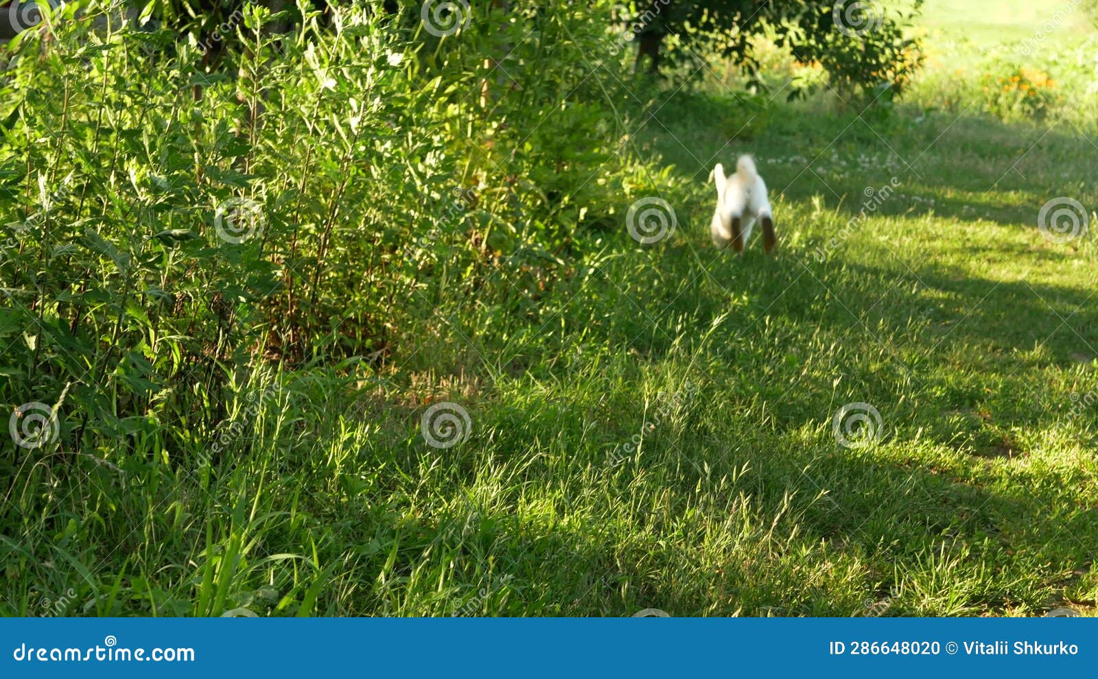 The White Rabbit Runs Away Along the Green Grass Stock Footage - Video ...