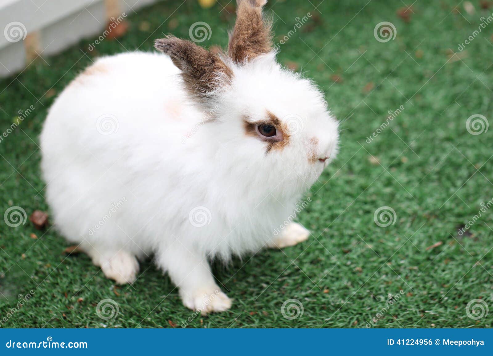 White Rabbit S Fur Fluffy on Lawn. Stock Photo - Image of fluffy ...